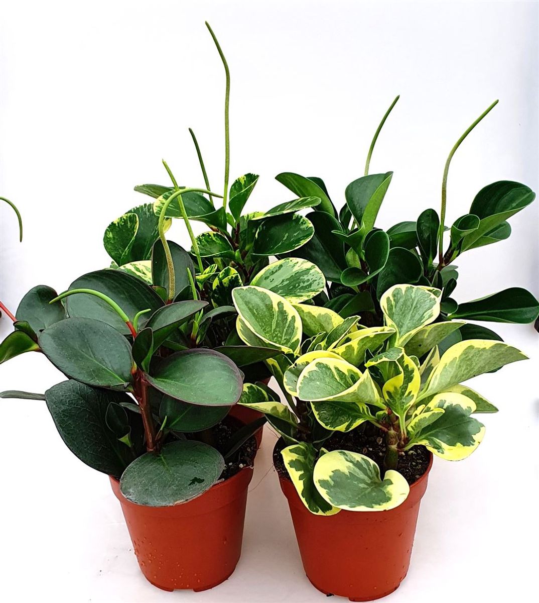 Peperomia MIX — Plant Wholesale FlorAccess