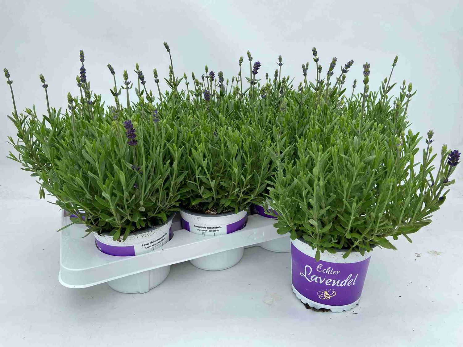 Lavandula angustifolia 'Essence Purple' — Plant Wholesale FlorAccess