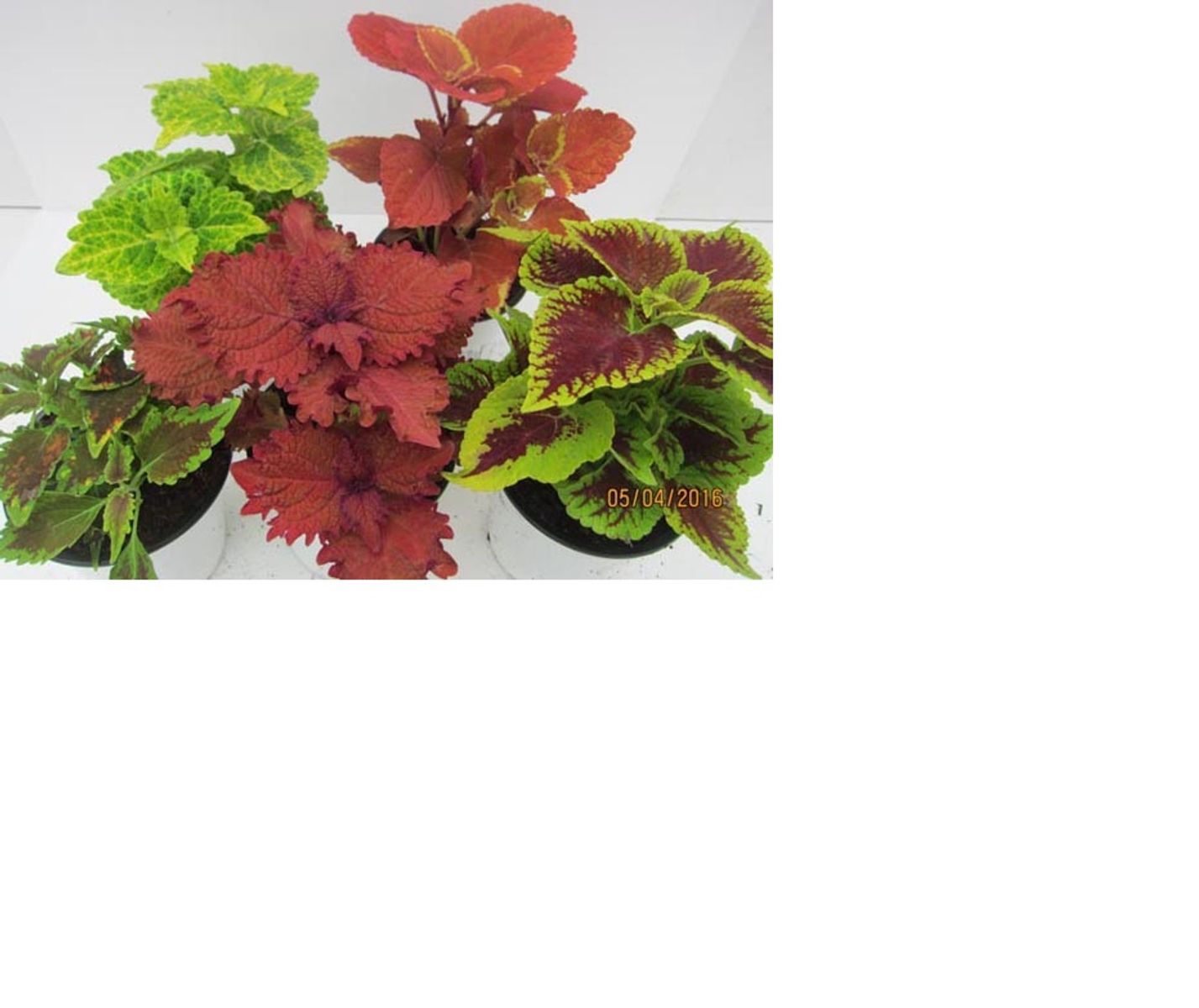 Coleus BLUMEI MIX — Plant Wholesale FlorAccess