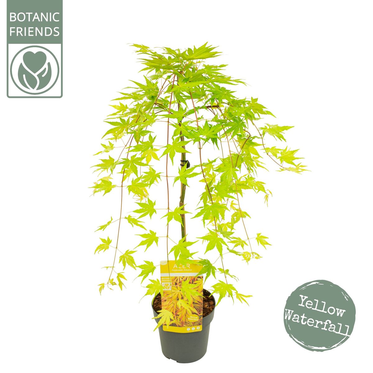 Acer palmatum CASCADE GOLD — Hurtownia roślin FlorAccess