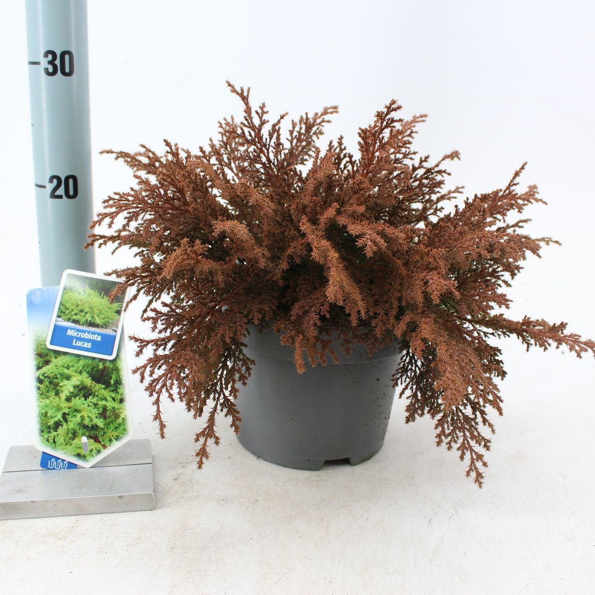 Microbiota decussata 'Lucas' — Plant Wholesale FlorAccess