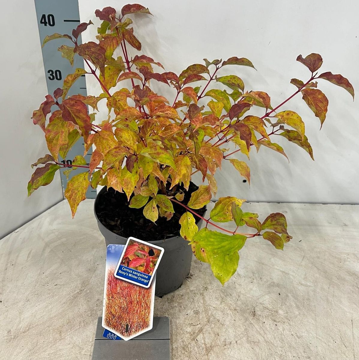 Cornus sanguinea 'Anny's Winter Orange' — Plant Wholesale FlorAccess
