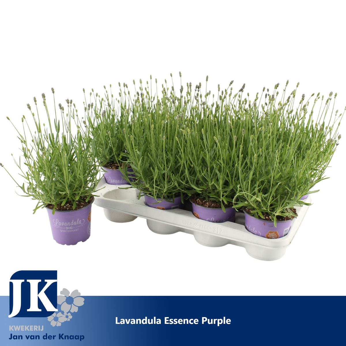 Lavandula angustifolia 'Essence Purple' — Plant Wholesale FlorAccess