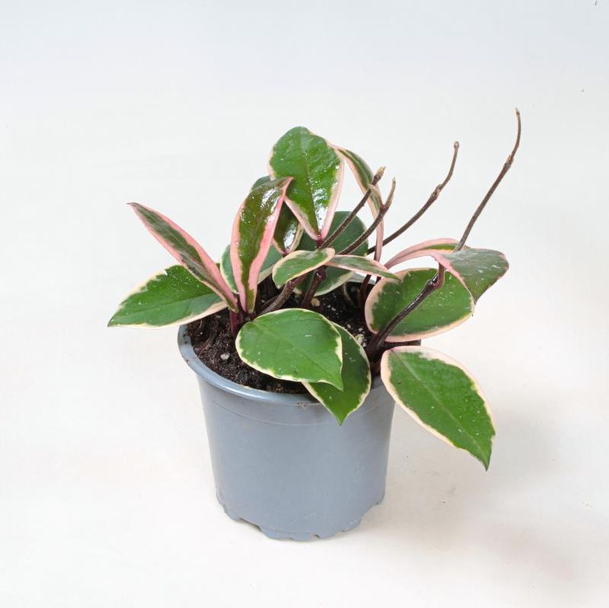 Hoya carnosa 'Flamingo Dream' — Plant Wholesale FlorAccess