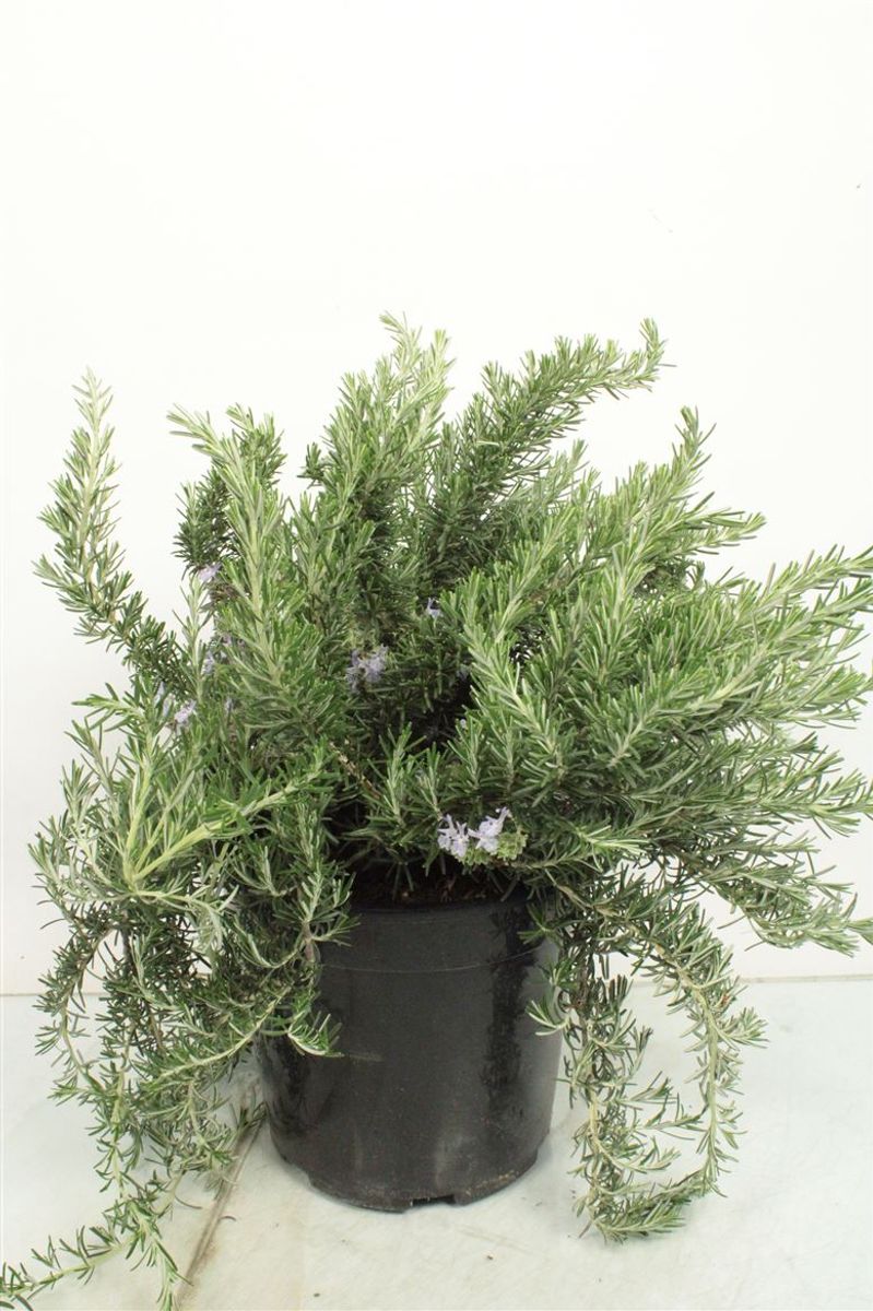 Rosmarinus officinalis 'Prostratus' — Plant Wholesale FlorAccess