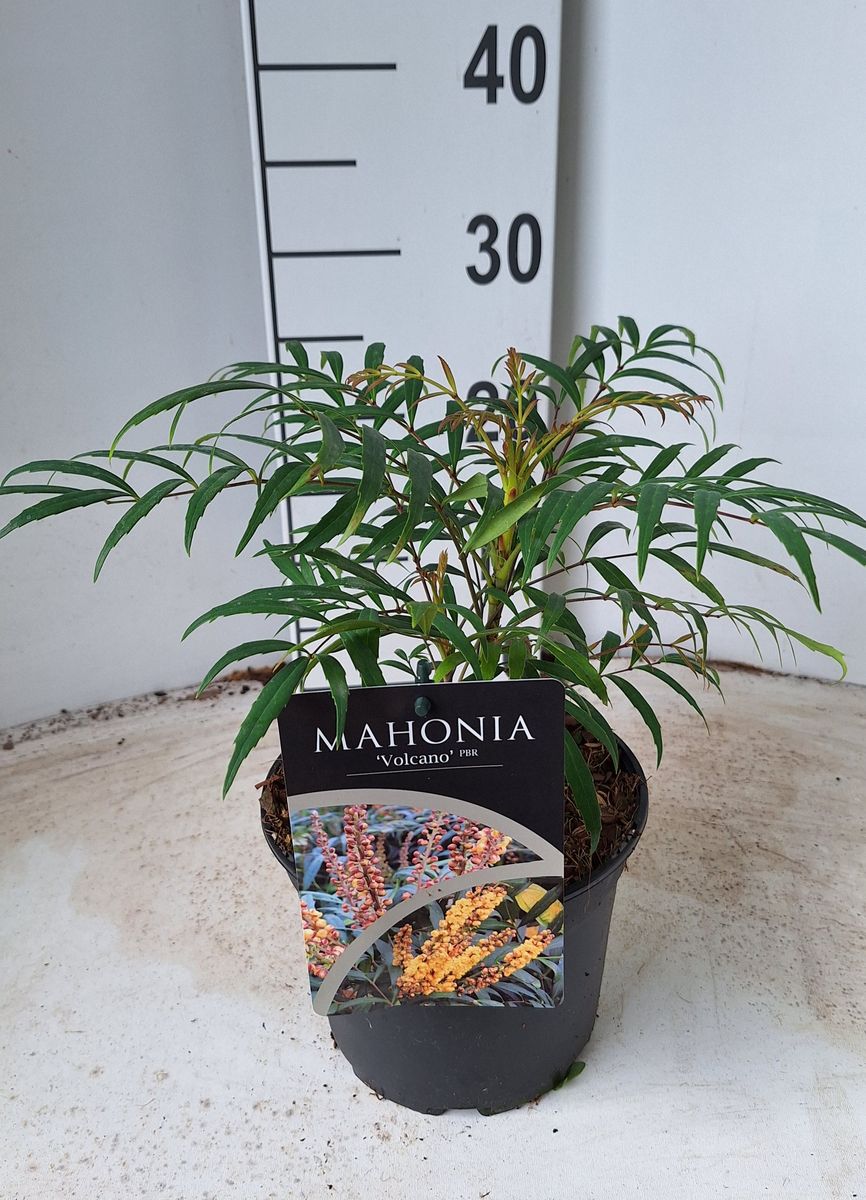 Mahonia VOLCANO — Plant Wholesale FlorAccess