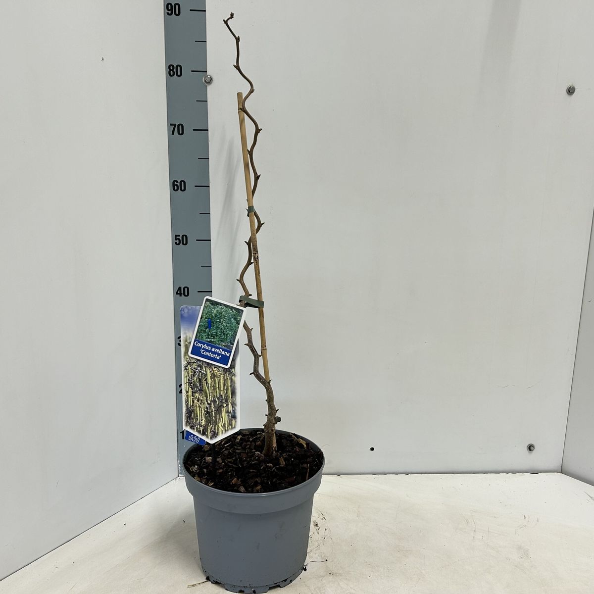 Corylus avellana 'Contorta' — Plant Wholesale FlorAccess