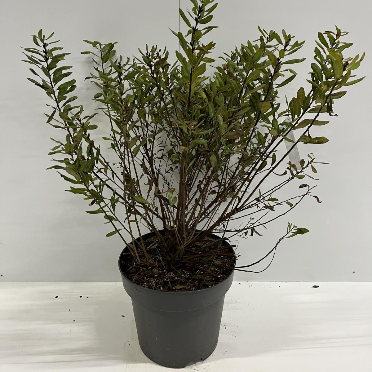 Myrica gale — Plant Wholesale FlorAccess