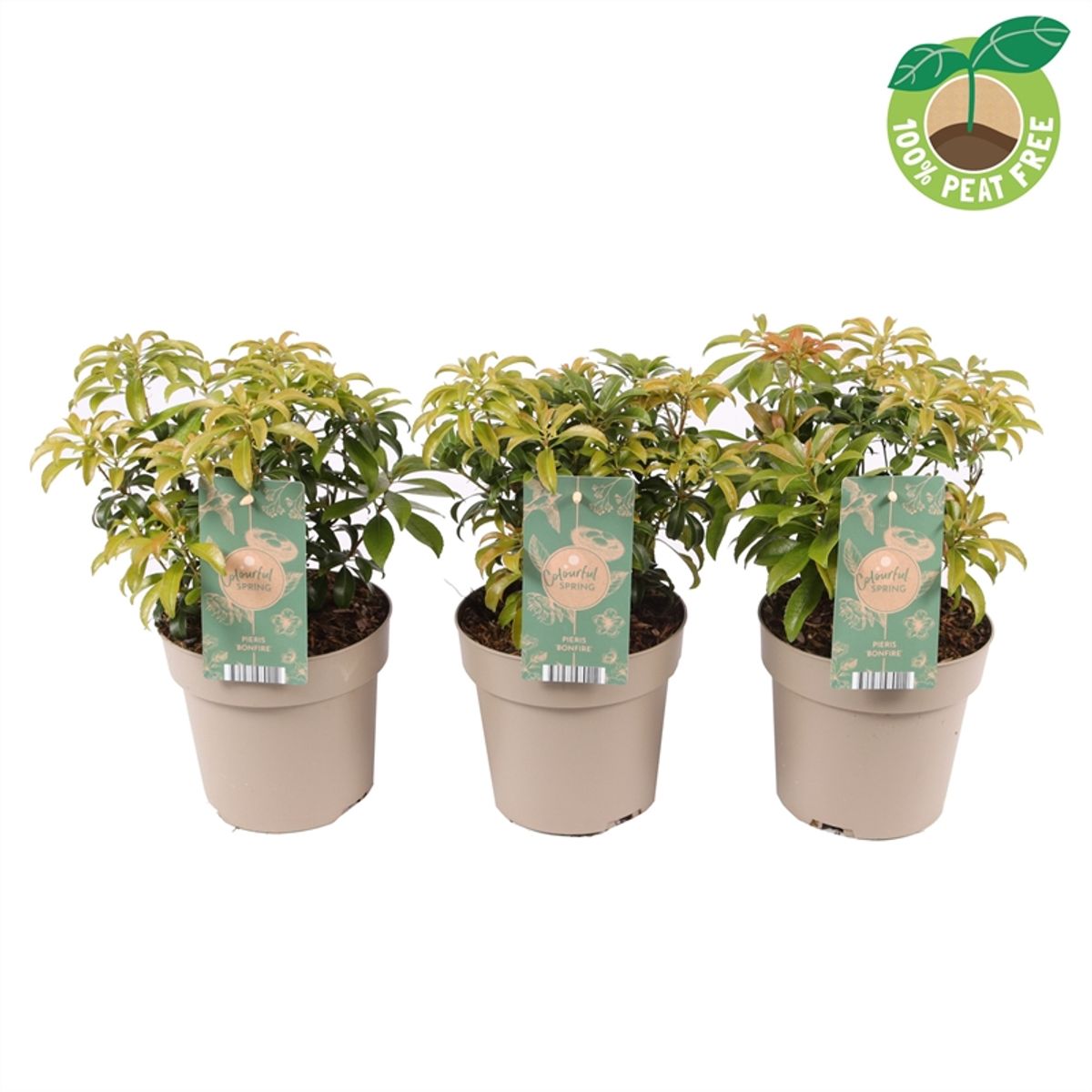 Pieris japonica 'Bonfire' — Plant Wholesale FlorAccess