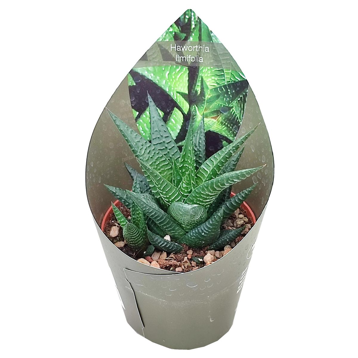 Haworthia limifolia — Plant Wholesale FlorAccess