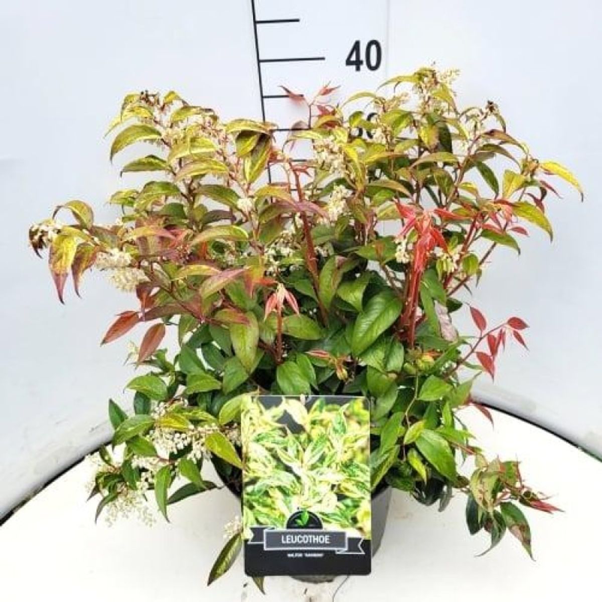 Leucothoe fontanesiana 'Rainbow' — Plant Wholesale FlorAccess