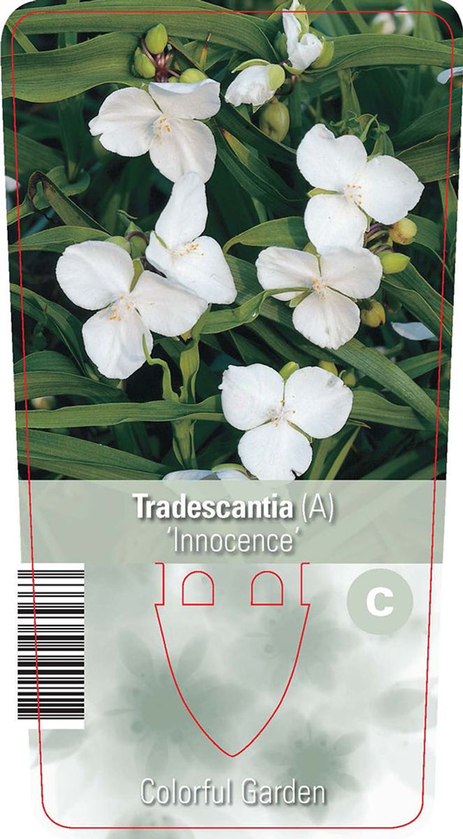 Tradescantia 'Innocence' — Plant Wholesale FlorAccess
