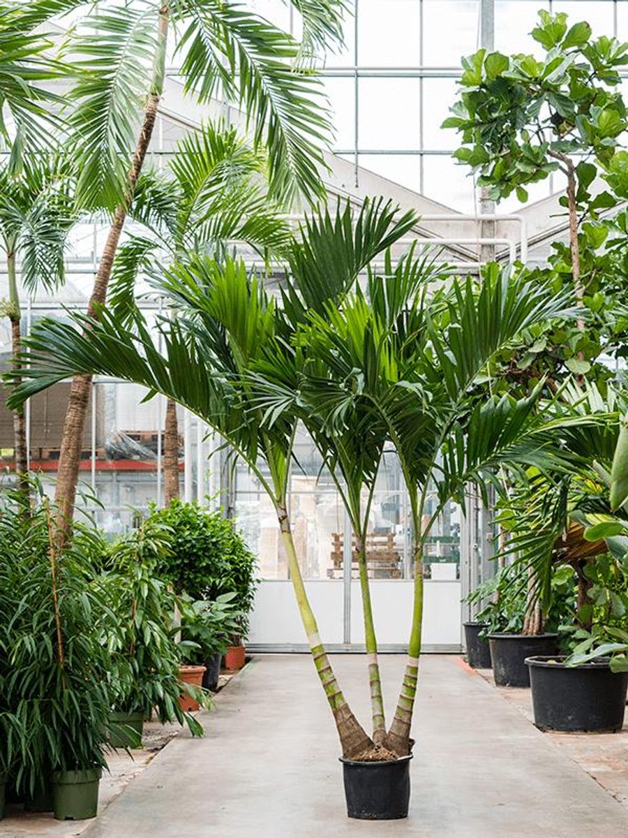 Veitchia merrillii — Plant Wholesale FlorAccess