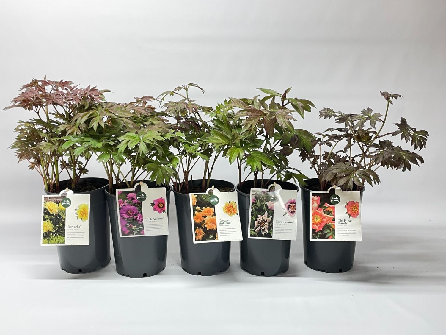 Paeonia MIX — Plant Wholesale FlorAccess