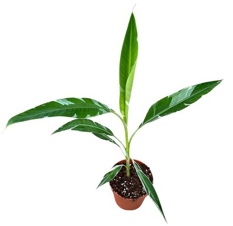 Musa 'Florida Variegata' — Grossiste en Plantes FlorAccess
