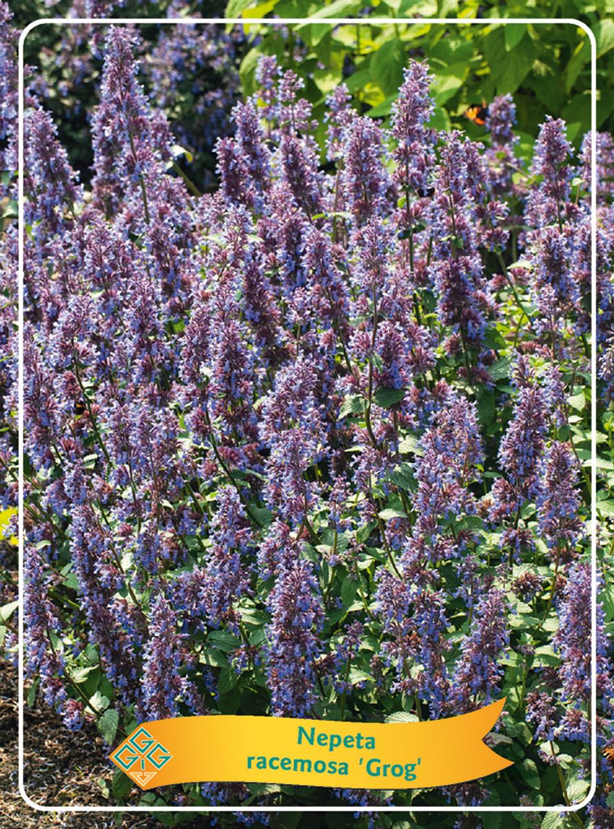 Nepeta racemosa 'Grog' — Plant Wholesale FlorAccess