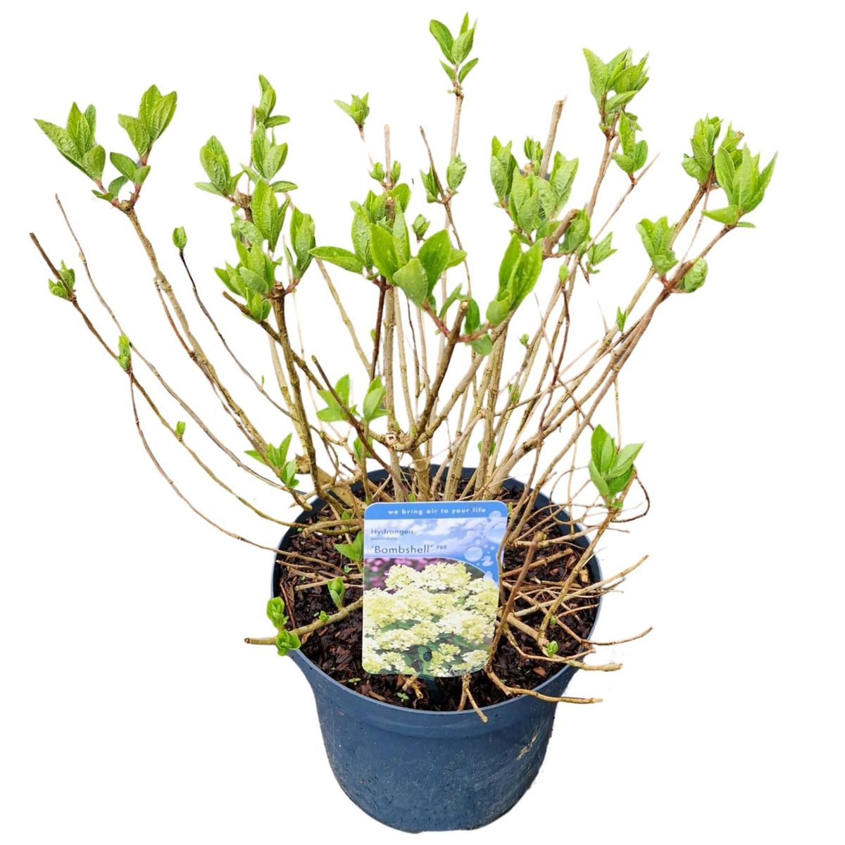 Hydrangea paniculata 'Bombshell' — Plant Wholesale FlorAccess