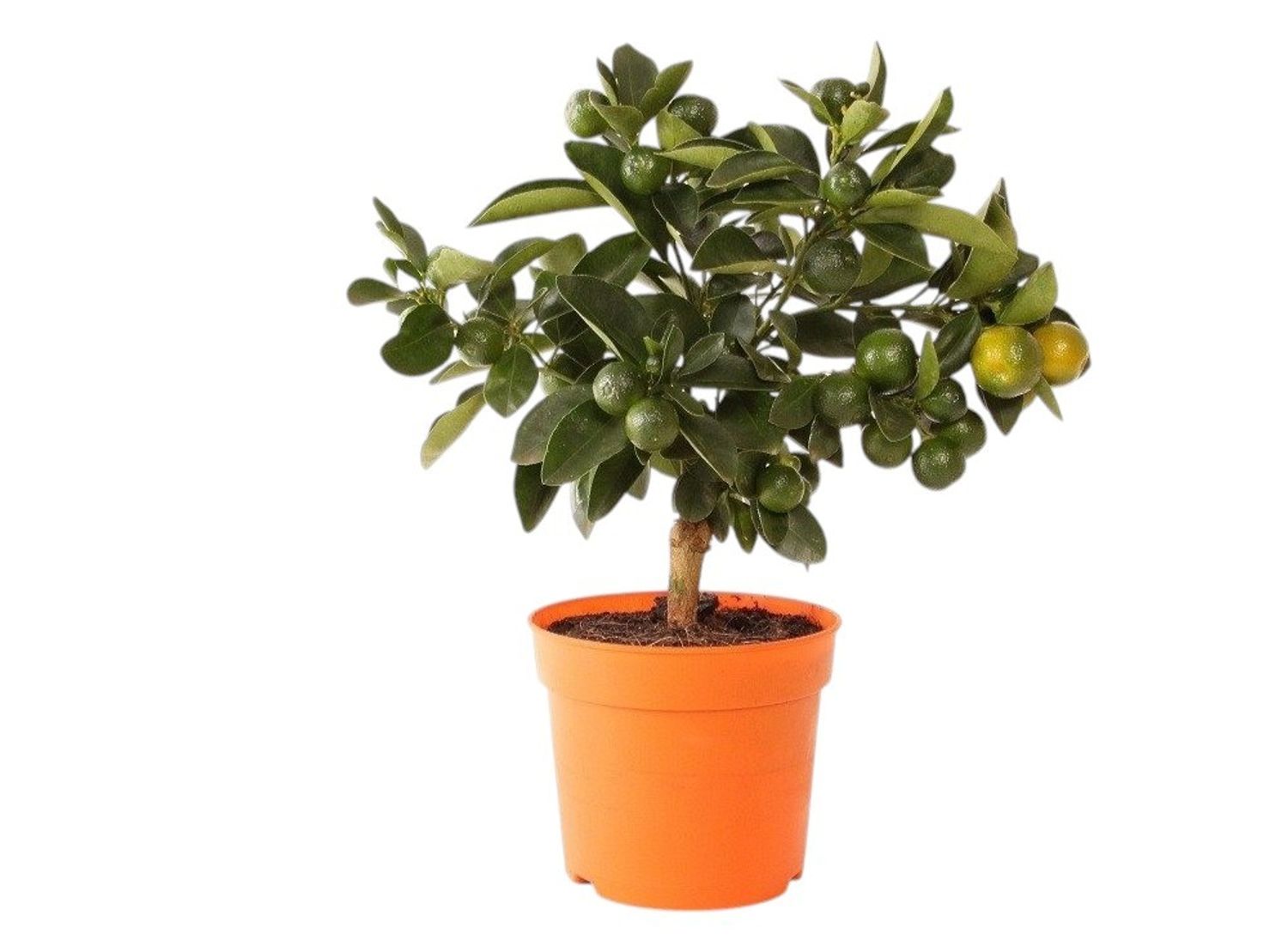 Citrus x microcarpa — Plant Wholesale FlorAccess