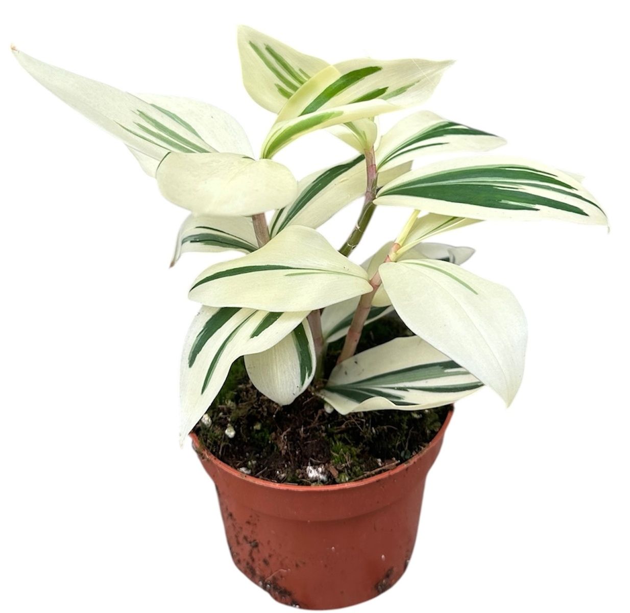 Costus arabicus 'Variegatus' — Plant Wholesale FlorAccess