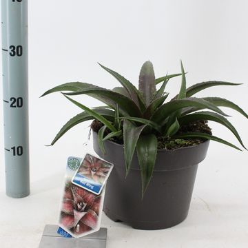 x Mangave 'Red Wing' — Plant Wholesale FlorAccess