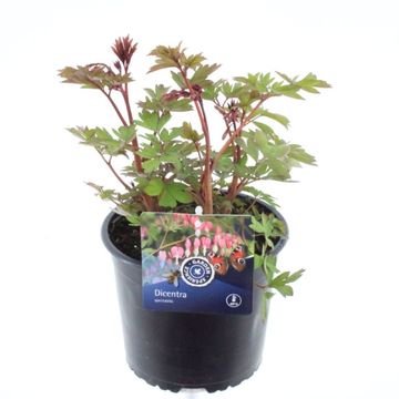 Dicentra spectabilis 'Valentine' — Plant Wholesale FlorAccess