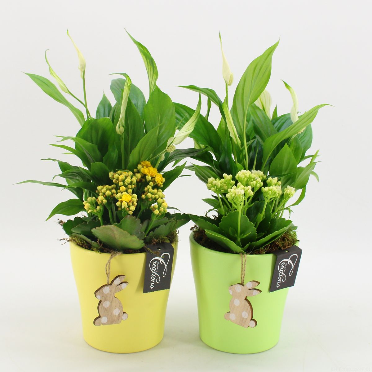 Arrangement Easter — Plant Wholesale FlorAccess