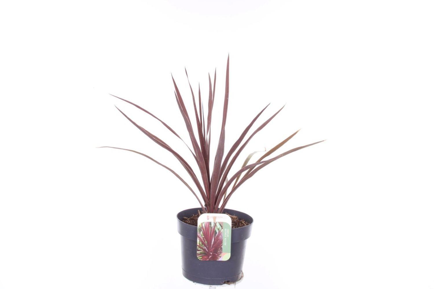 Cordyline australis 'Red Star' — Plant Wholesale FlorAccess