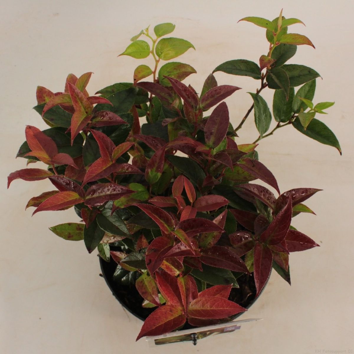 Leucothoe LOVITA — Plant Wholesale FlorAccess