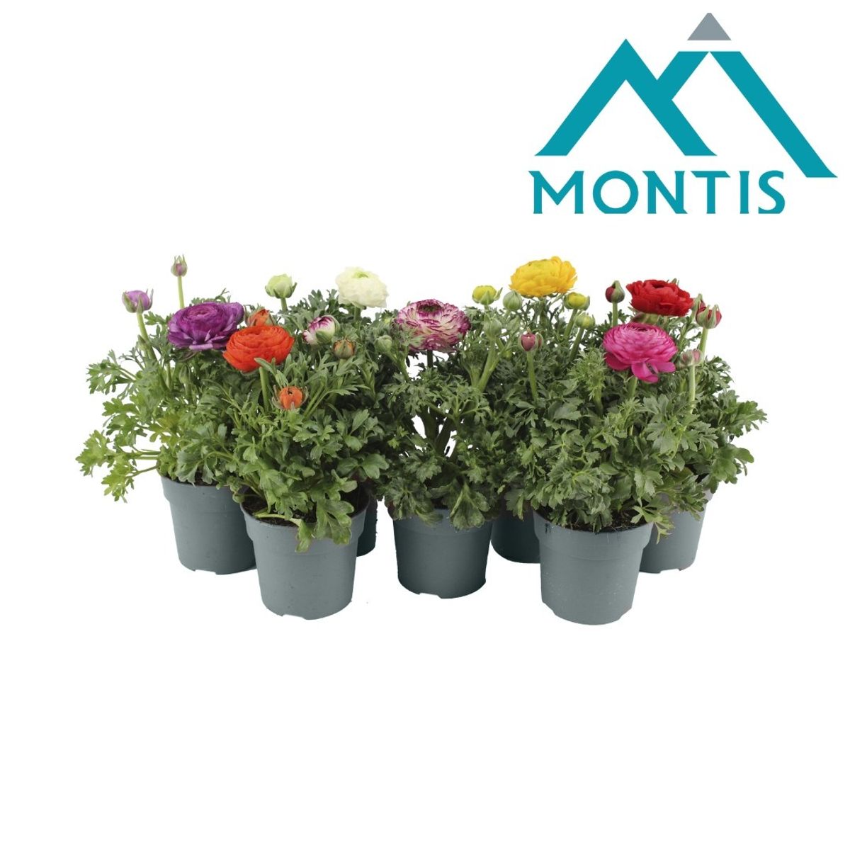Ranunculus asiaticus SPRINKLES MIX — Plant Wholesale FlorAccess