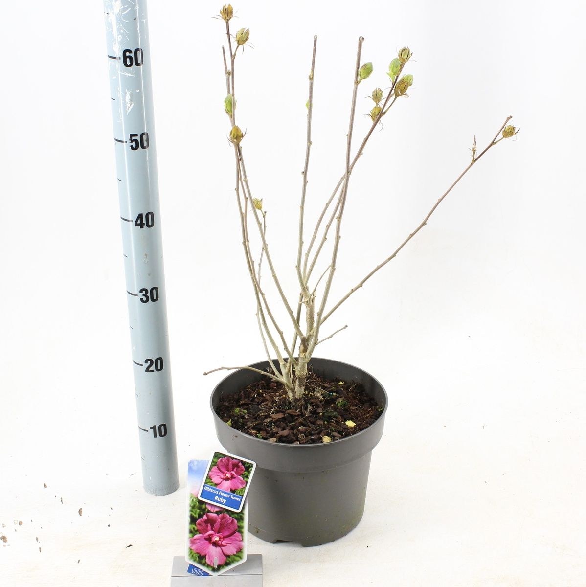 Hibiscus syriacus FLOWER TOWER RUBY — Plant Wholesale FlorAccess