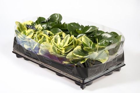 Peperomia MIX — Plant Wholesale FlorAccess