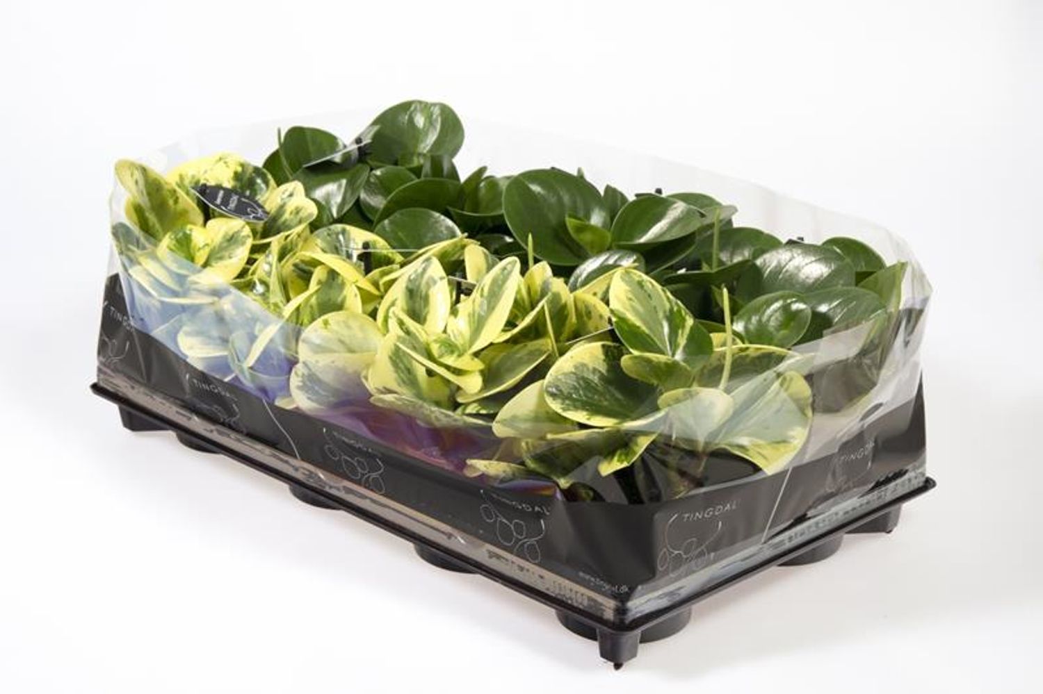 Peperomia MIX — Plant Wholesale FlorAccess