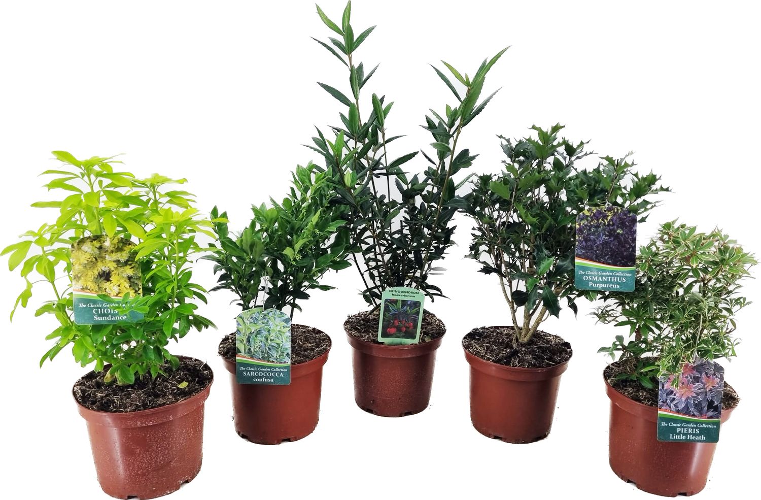 Shrubs MIX — Plant Wholesale FlorAccess