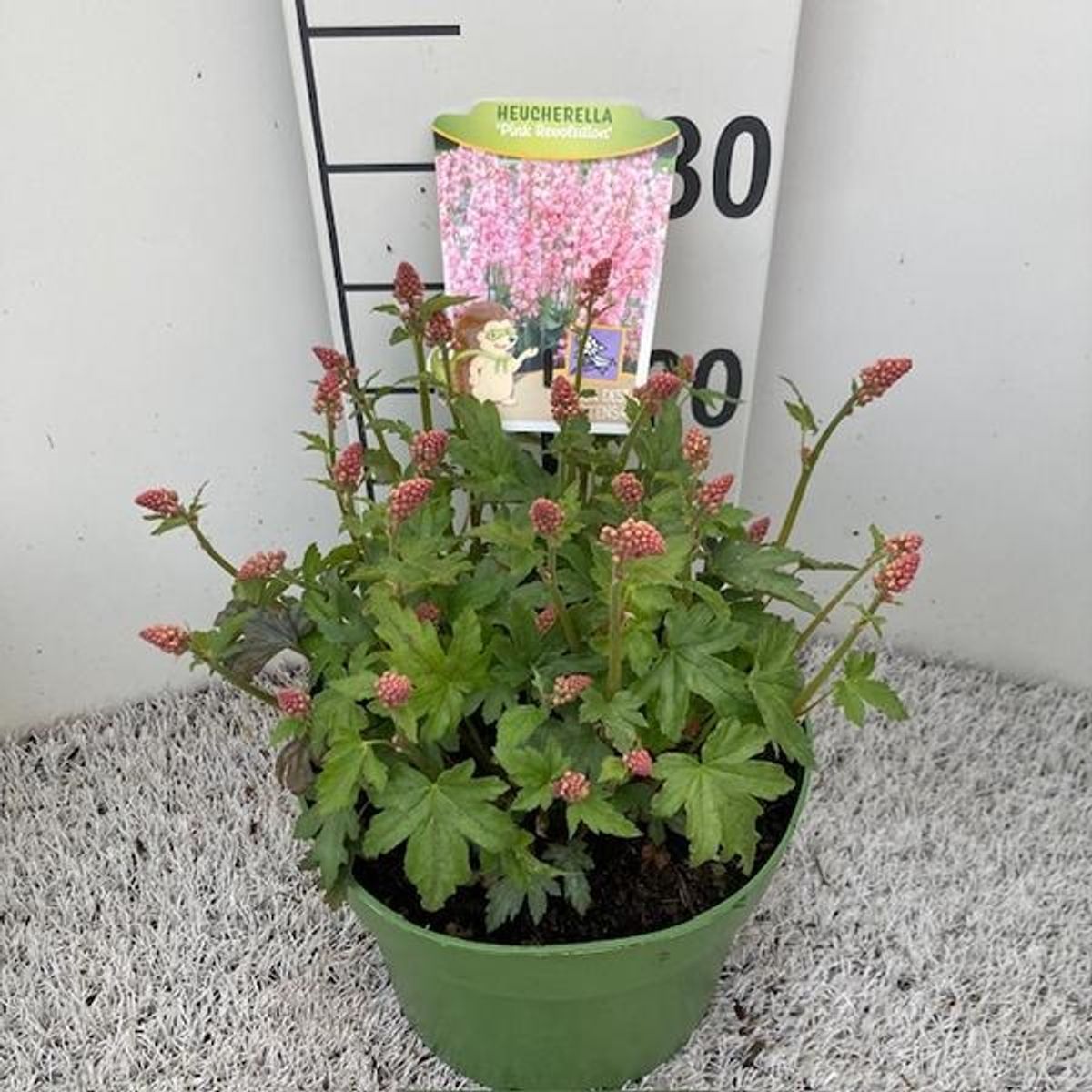 x Heucherella PINK REVOLUTION — Plant Wholesale FlorAccess