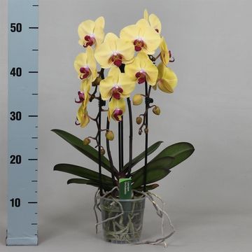 Phalaenopsis GOLDION — Plant Wholesale FlorAccess