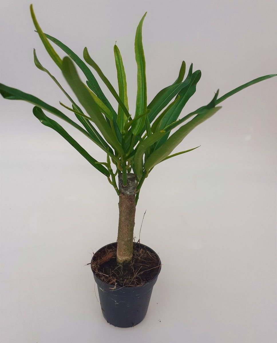 Codiaeum variegatum 'Batik' — Plant Wholesale FlorAccess