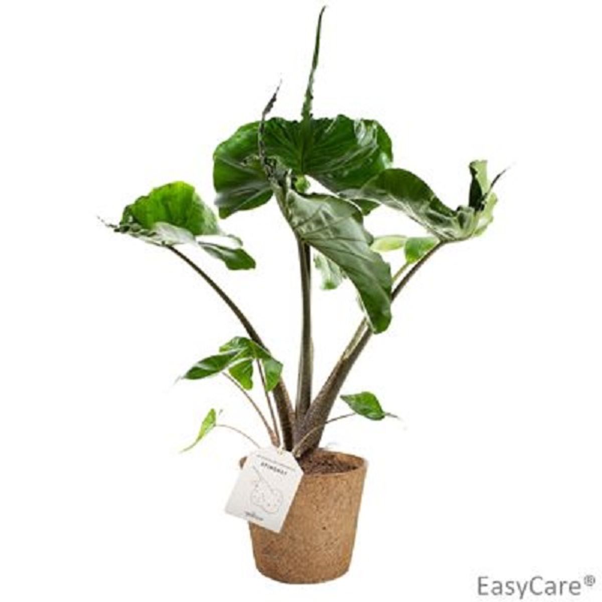 Alocasia 'Stingray' — Plant Wholesale FlorAccess