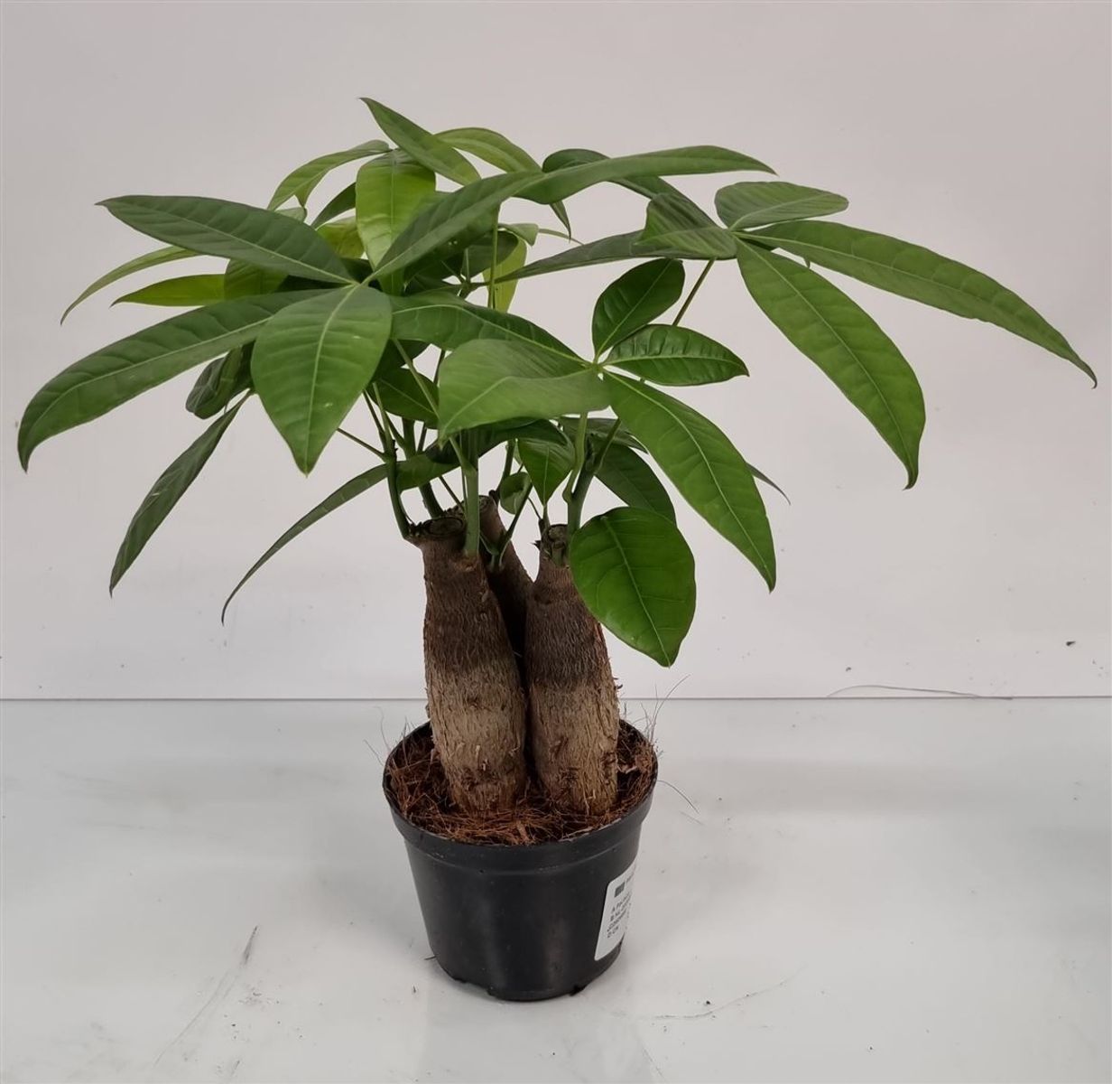 Pachira aquatica — Plant Wholesale FlorAccess