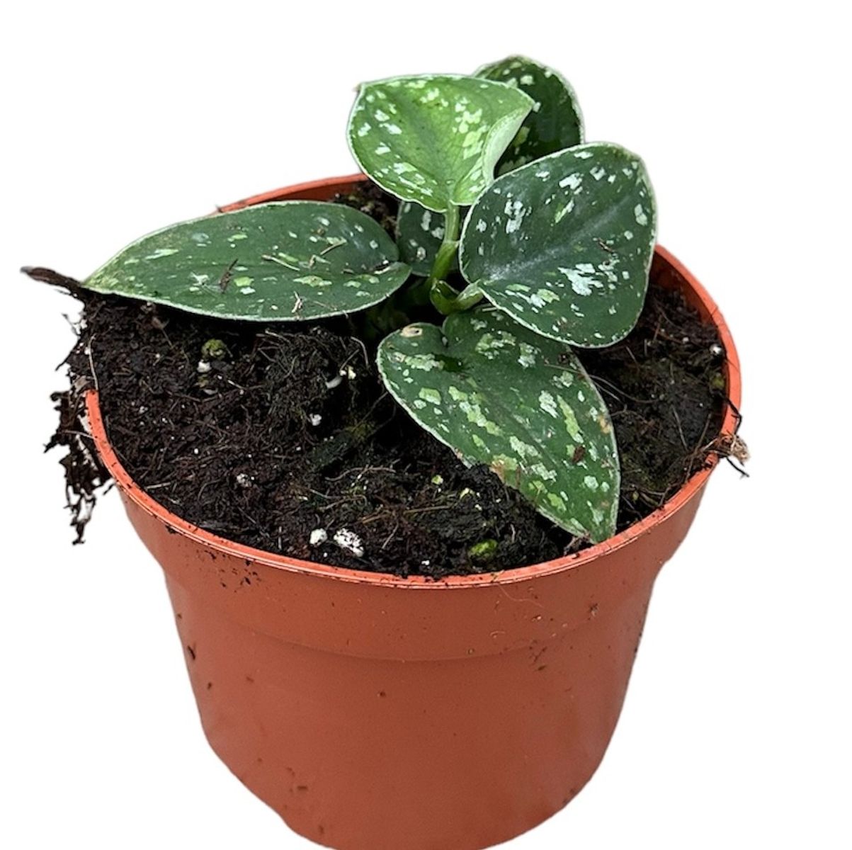 Scindapsus TRICOLOR — Plant Wholesale FlorAccess