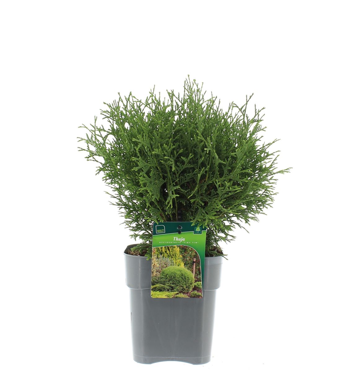 Thuja occidentalis 'Tiny Tim' — Plant Wholesale FlorAccess