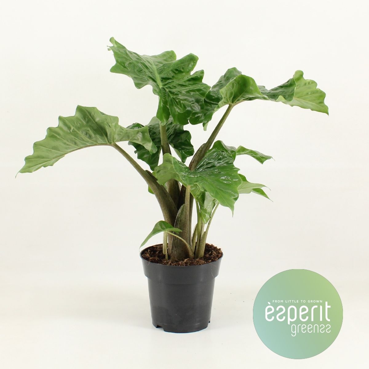 Alocasia 'Low Rider' — Plant Wholesale FlorAccess