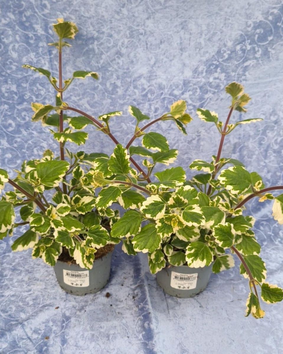 Plectranthus coleoides 'Variegatus' — Plant Wholesale FlorAccess