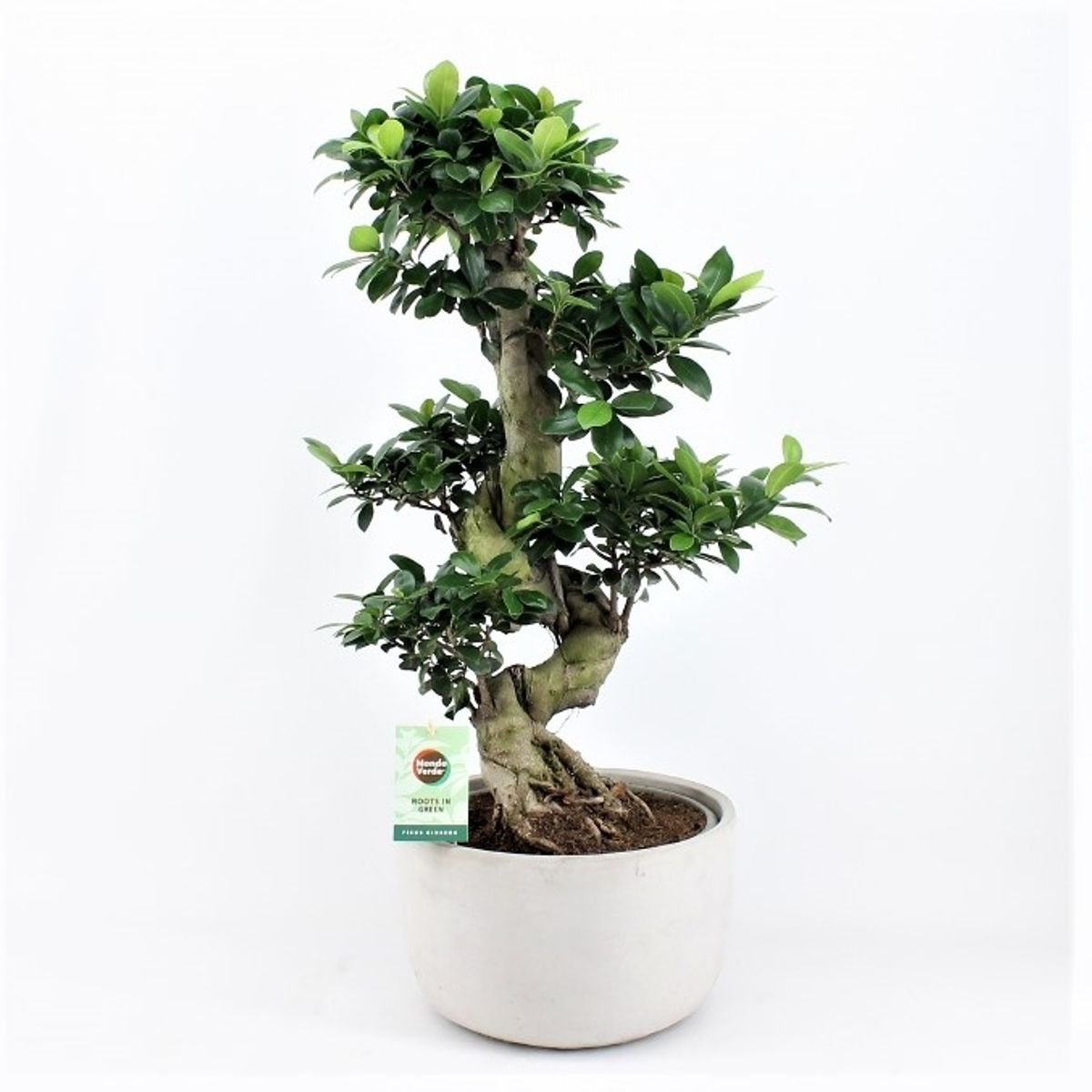 Ficus microcarpa 'Ginseng' — Plant Wholesale FlorAccess