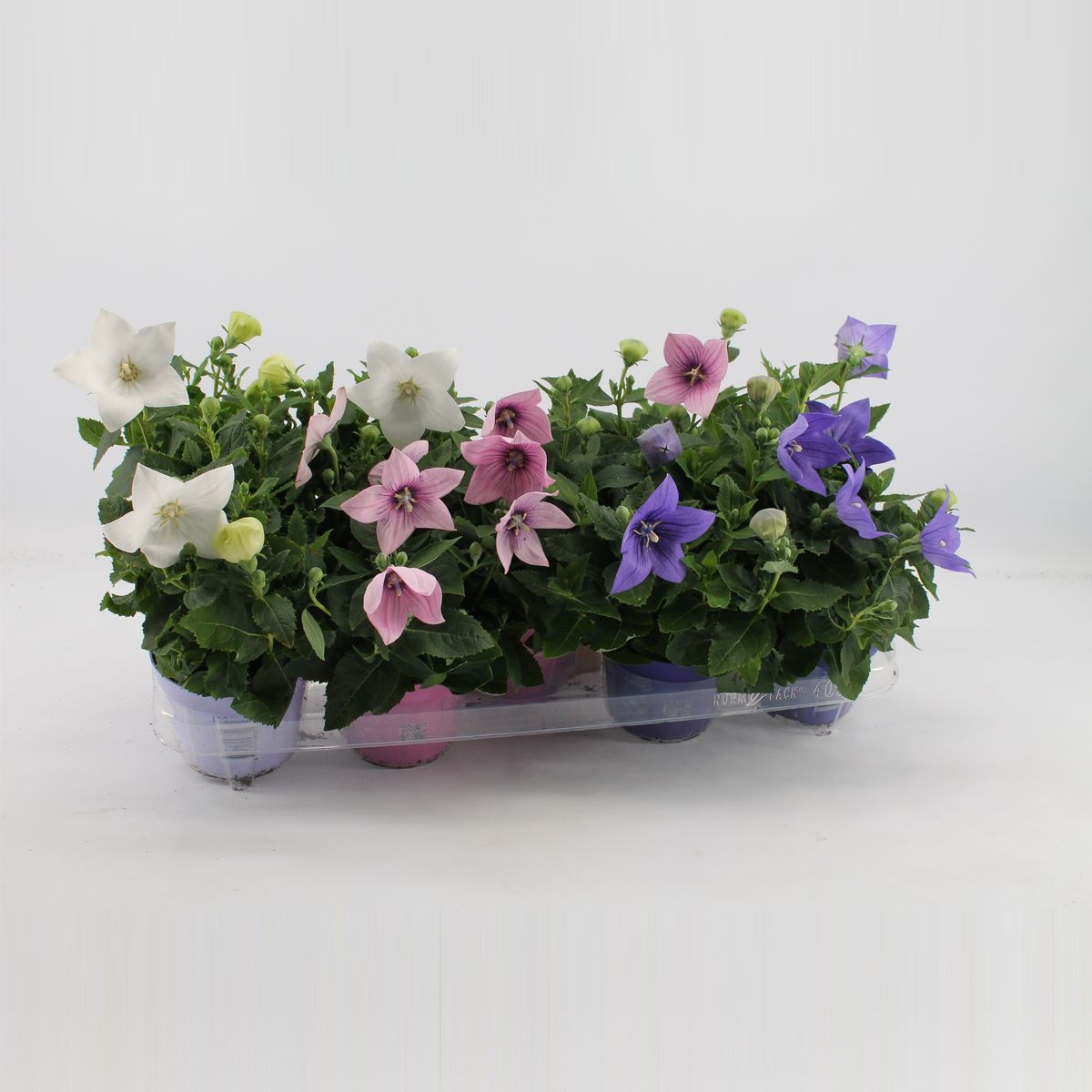 Platycodon grandiflorus MIX — Plant Wholesale FlorAccess