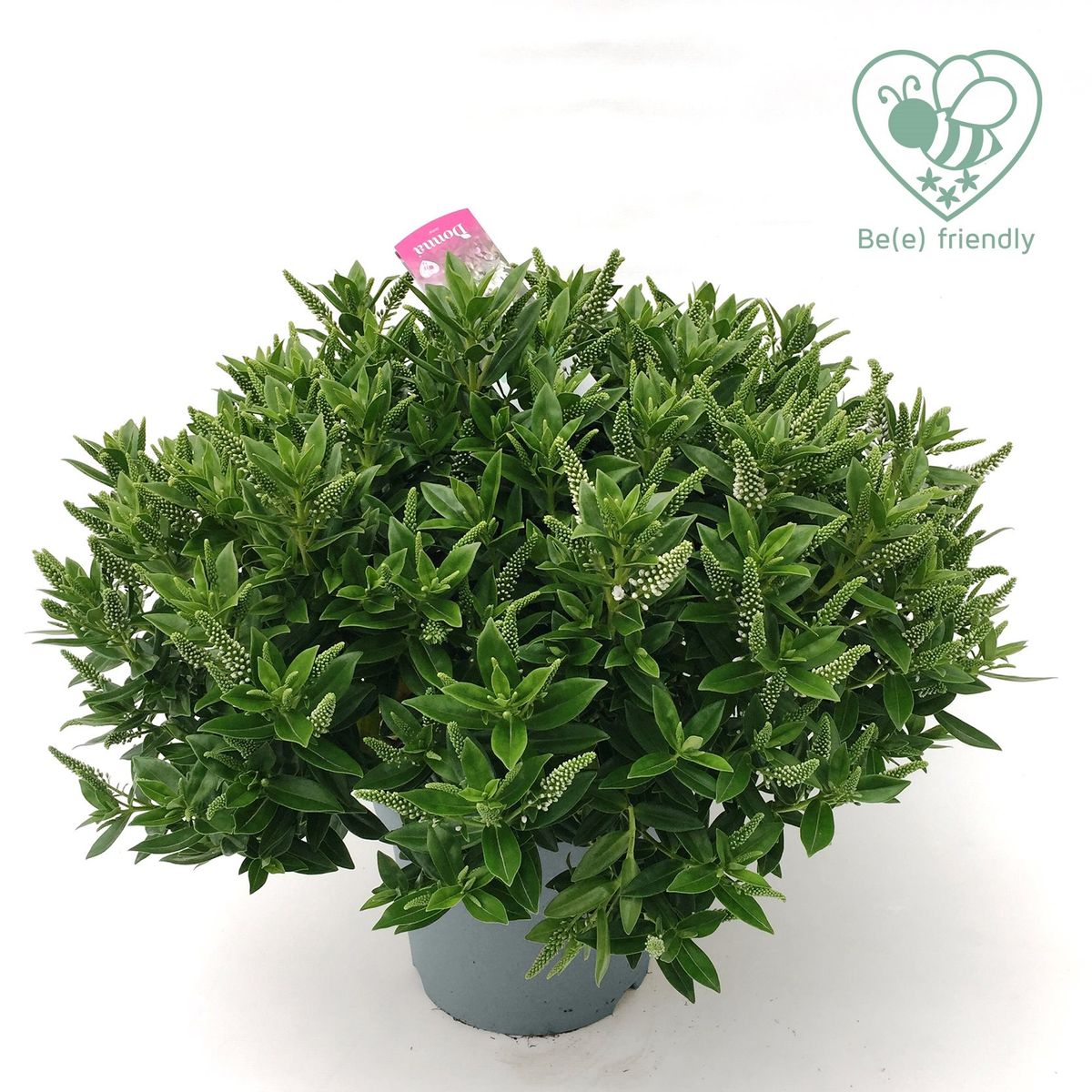 Hebe HEBEDONNA JENNA — Plant Wholesale FlorAccess