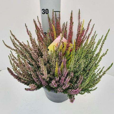 Calluna vulgaris BEAUTY LADIES MIX IN POT — Рослини оптом FlorAccess