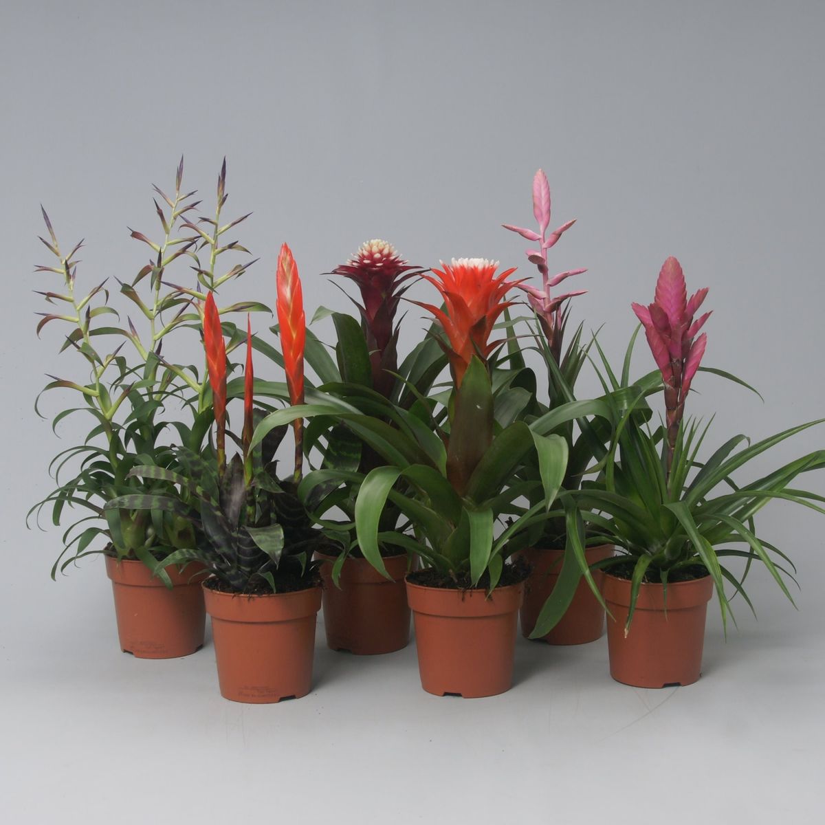 Bromelia MIX — Plant Wholesale FlorAccess
