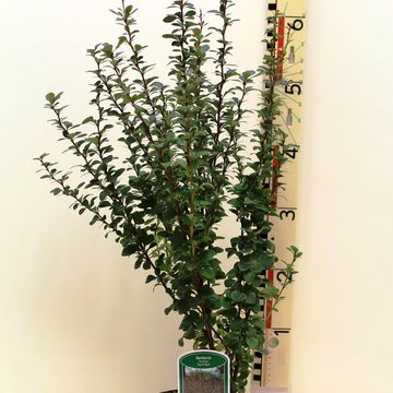 Berberis thunbergii 'Red Pillar' — Plant Wholesale FlorAccess