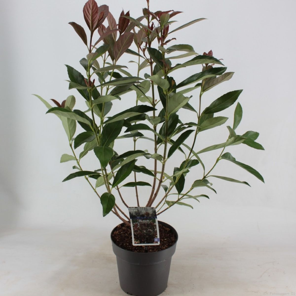 Viburnum odoratissimum COPPERTOP — Mayorista de plantas FlorAccess Viburnum odoratissimum COPPERTOP — Mayorista de plantas FlorAccess