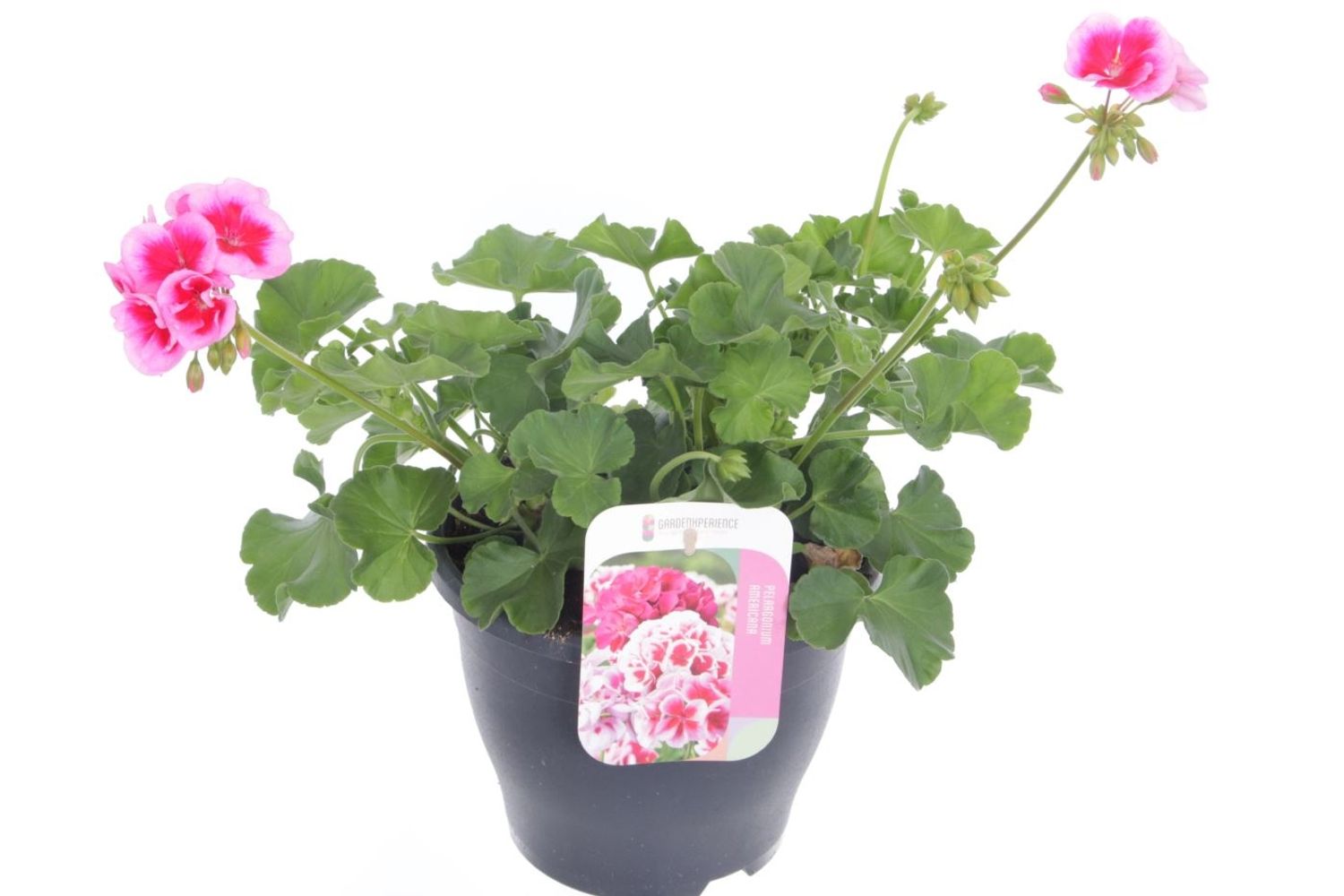 Pelargonium CALLIOPE ROSE SPLASH — Plant Wholesale FlorAccess